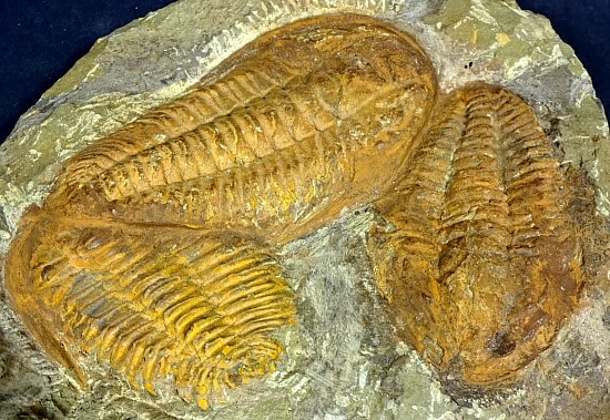 FO304 Trilobite - The Rock Shed