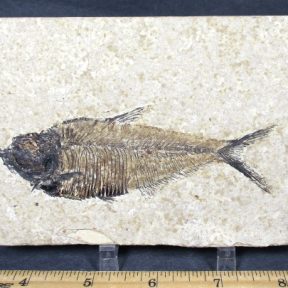 Diplomystus Dentatus Fossilized Fish Archives - The Rock Shed