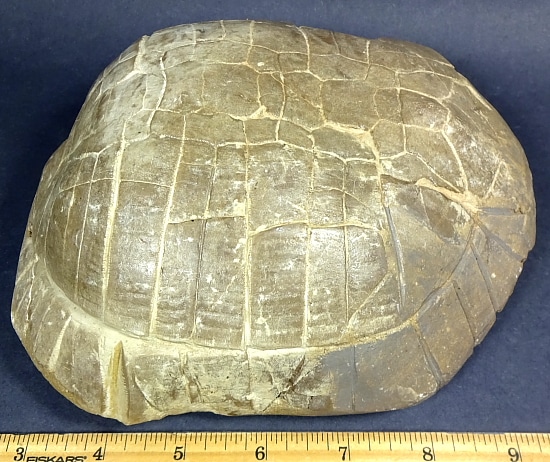 FO310 South Dakota Fossil Turtle - The Rock Shed