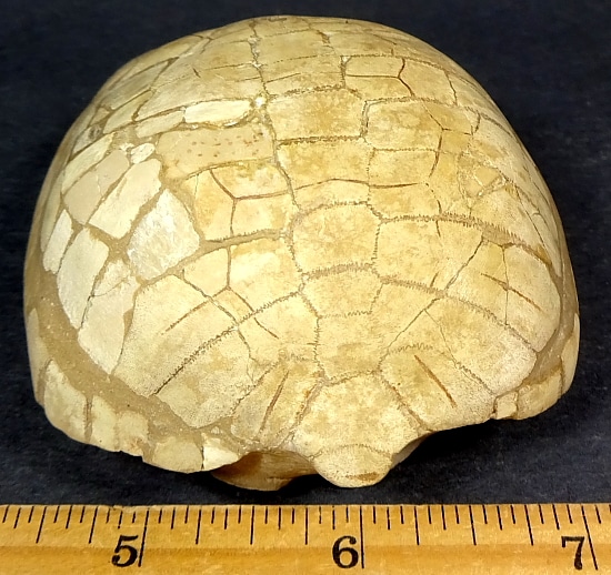 FO310 South Dakota Fossil Turtle - The Rock Shed