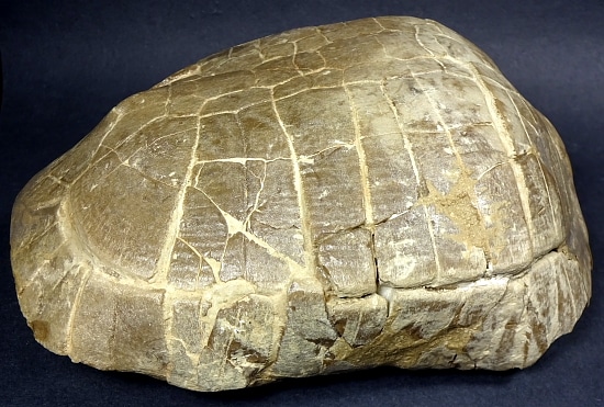 FO310 South Dakota Fossil Turtle - The Rock Shed
