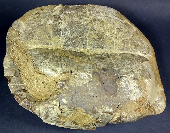 FO310 South Dakota Fossil Turtle - The Rock Shed