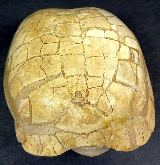 FO310 South Dakota Fossil Turtle - The Rock Shed