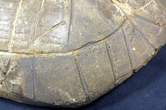 FO310 South Dakota Fossil Turtle - The Rock Shed