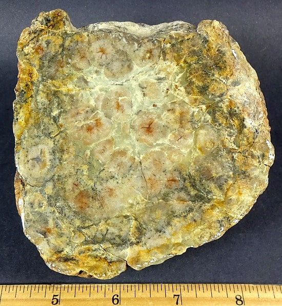 FO313 Coprolite - The Rock Shed