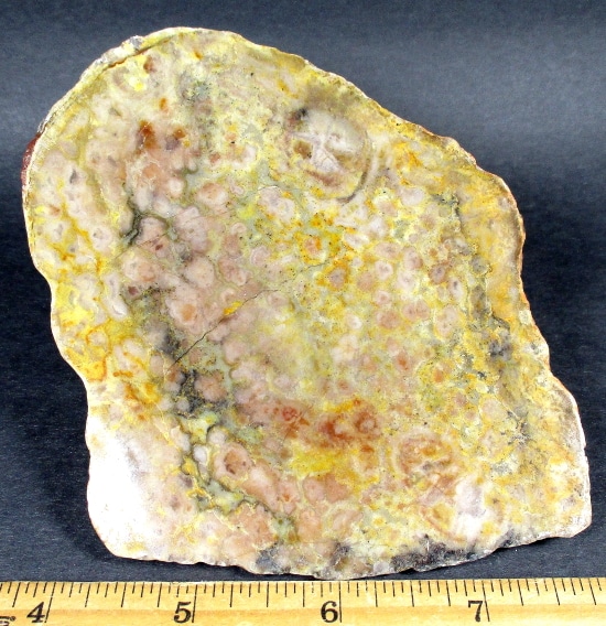FO313 Coprolite - The Rock Shed