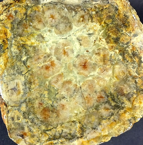 FO313 Coprolite - The Rock Shed