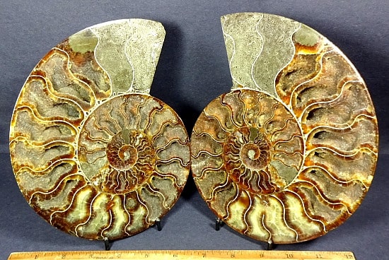 FO400 Ammonite Set - The Rock Shed