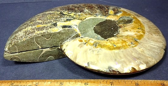 FO400 Ammonite Set - The Rock Shed