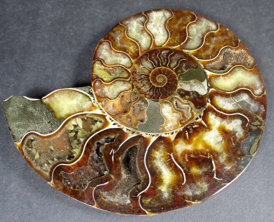 FO400 Ammonite Set - The Rock Shed