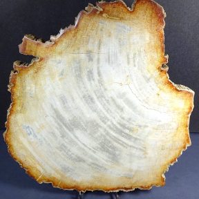 Petrified Wood & Limb Casts For Sale - The Rock Shed