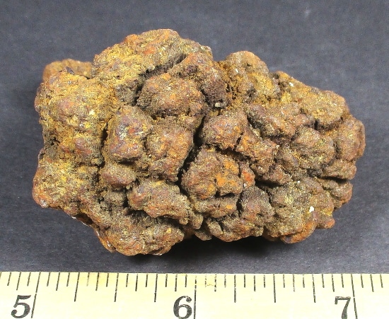 FO510 Fossil Turtle Poop - The Rock Shed