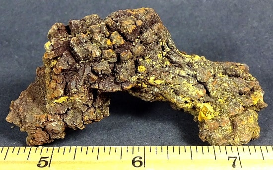 FO510 Fossil Turtle Poop - The Rock Shed