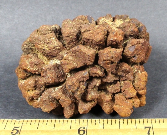 FO510 Fossil Turtle Poop - The Rock Shed