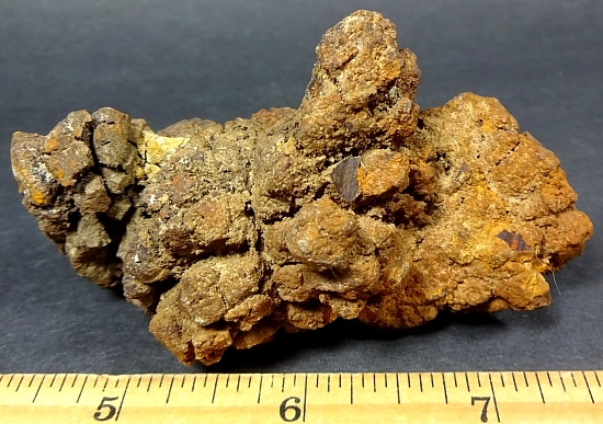 FO510 Fossil Turtle Poop - The Rock Shed