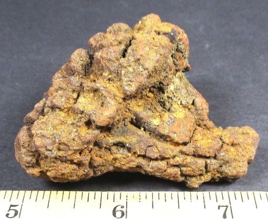 FO510 Fossil Turtle Poop - The Rock Shed