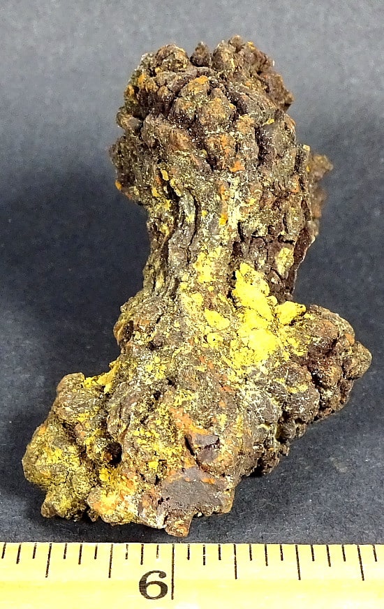 FO510 Fossil Turtle Poop - The Rock Shed