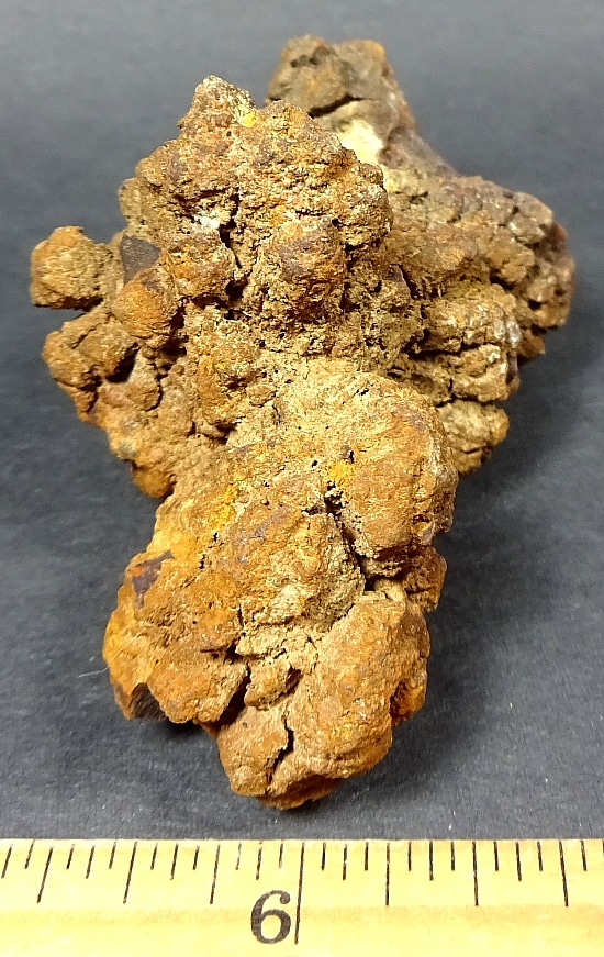 FO510 Fossil Turtle Poop - The Rock Shed