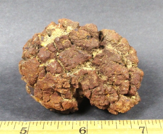 FO510 Fossil Turtle Poop - The Rock Shed