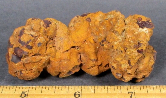 FO510 Fossil Turtle Poop - The Rock Shed