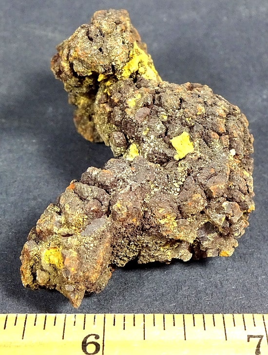 FO510 Fossil Turtle Poop - The Rock Shed