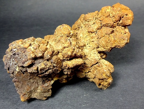 FO510 Fossil Turtle Poop - The Rock Shed