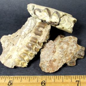 Oreodont Fossil Teeth Archives - The Rock Shed