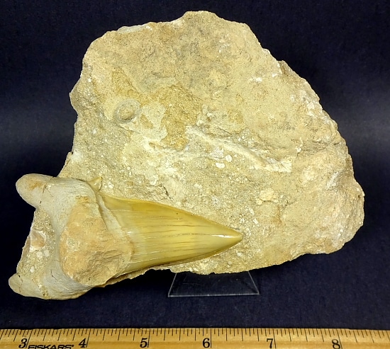 FO514 Sand Shark Tooth - The Rock Shed