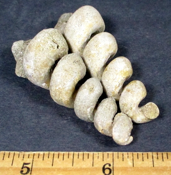 FO514 Turritella - The Rock Shed