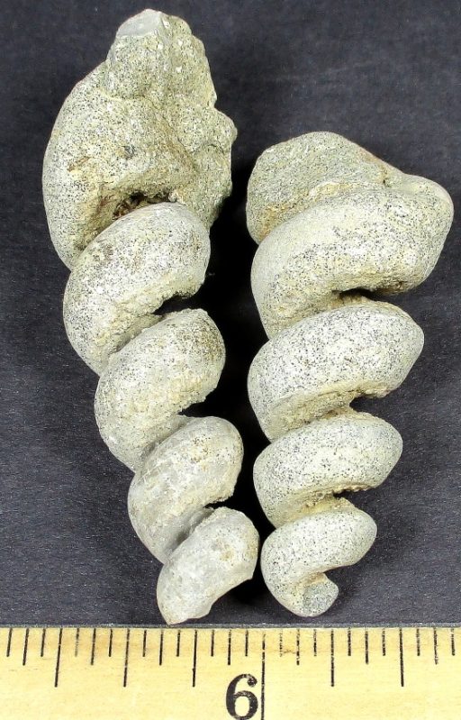 FO514 Turritella - The Rock Shed