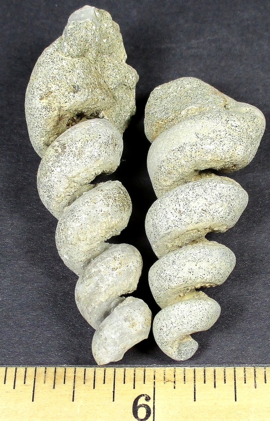 FO514 Turritella - The Rock Shed