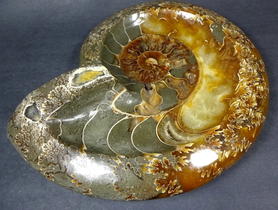 FO601 Ammonite Bowl - The Rock Shed