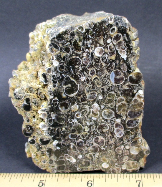 FO705Turritella - The Rock Shed