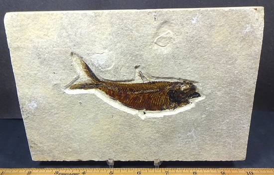 FO705 Knightia Fish - The Rock Shed