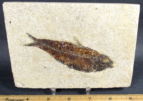 FO705 Knightia Fish - The Rock Shed