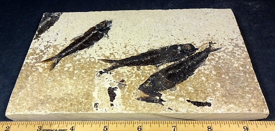 FO705 Knightia Fish - The Rock Shed