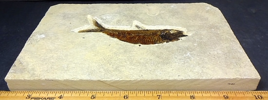 FO705 Knightia Fish - The Rock Shed