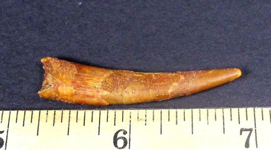 FO705 Pterosaur Tooth - The Rock Shed