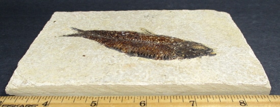 FO705 Knightia Fish - The Rock Shed