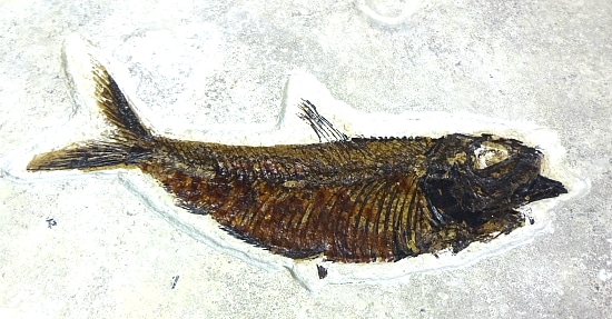 FO705 Knightia Fish - The Rock Shed