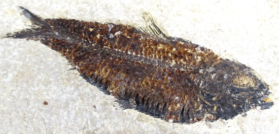 FO705 Knightia Fish - The Rock Shed