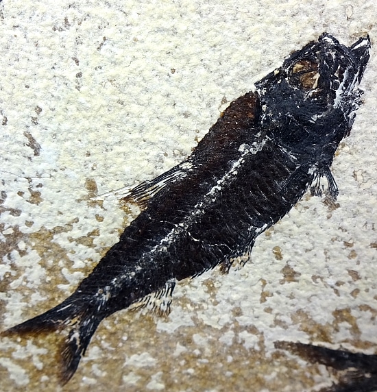 FO705 Knightia Fish - The Rock Shed