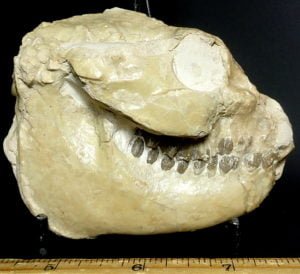 Fossils For Sale - Page 4 of 6 - The Rock Shed