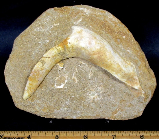 FO800 Plesiosaurus Tooth - The Rock Shed