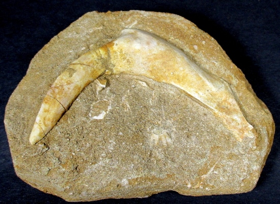 FO800 Plesiosaurus Tooth - The Rock Shed