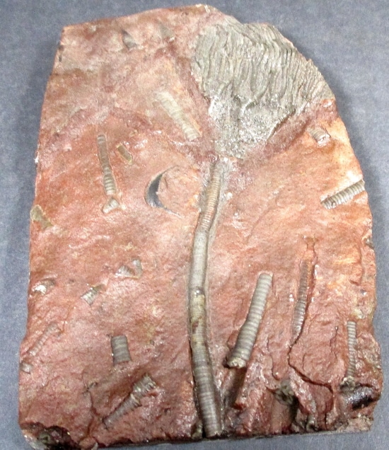 FO810 Crinoid Fossil Plaque - The Rock Shed