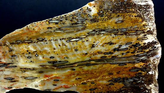 FO822 Black Hills Petrified Wood - The Rock Shed