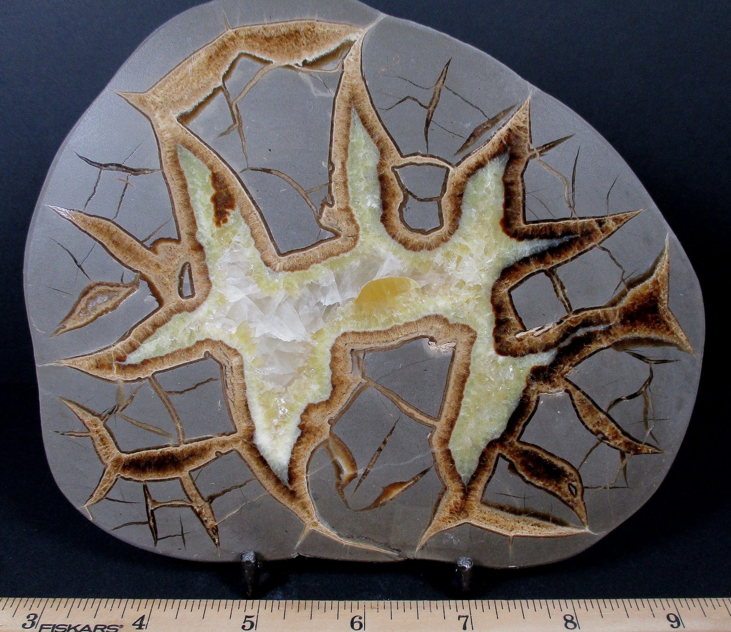 SEP312 Septarian Slab - The Rock Shed
