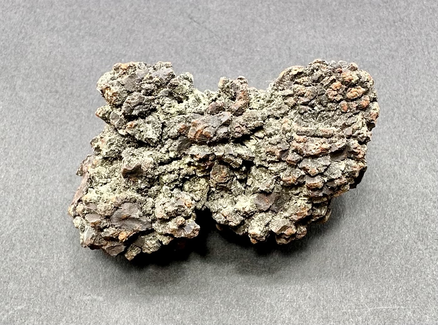 FO510 Fossil Turtle Poop - The Rock Shed