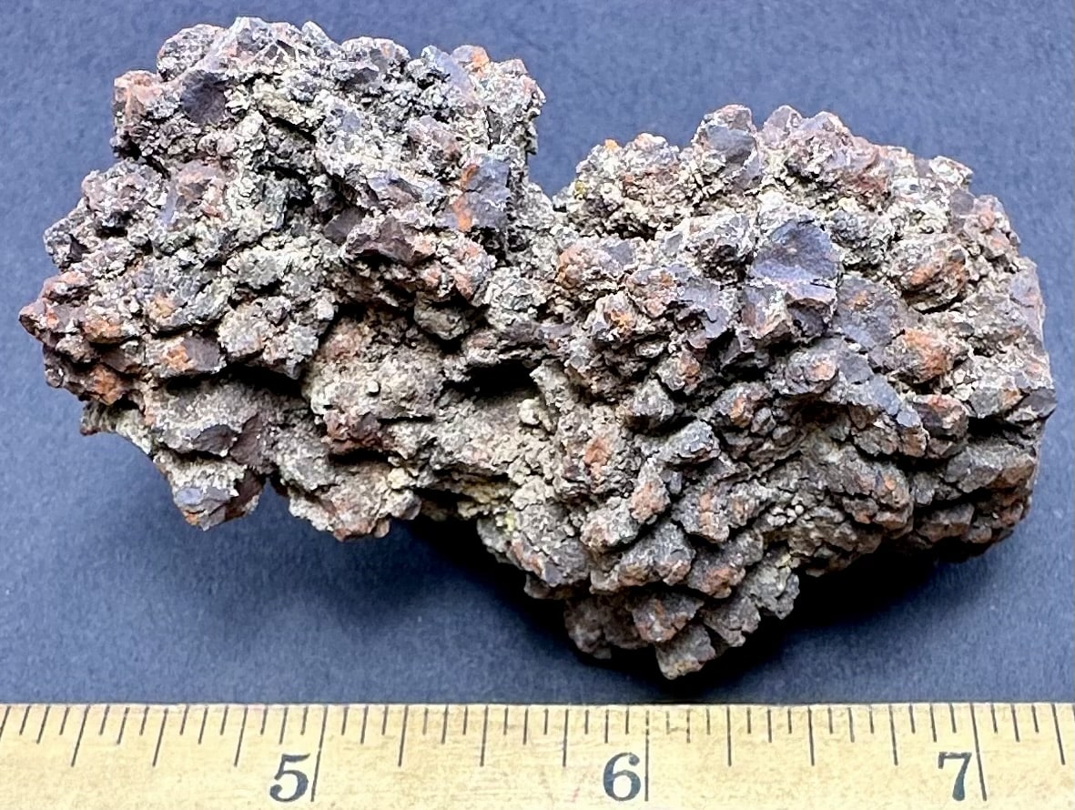 FO510 Fossil Turtle Poop - The Rock Shed